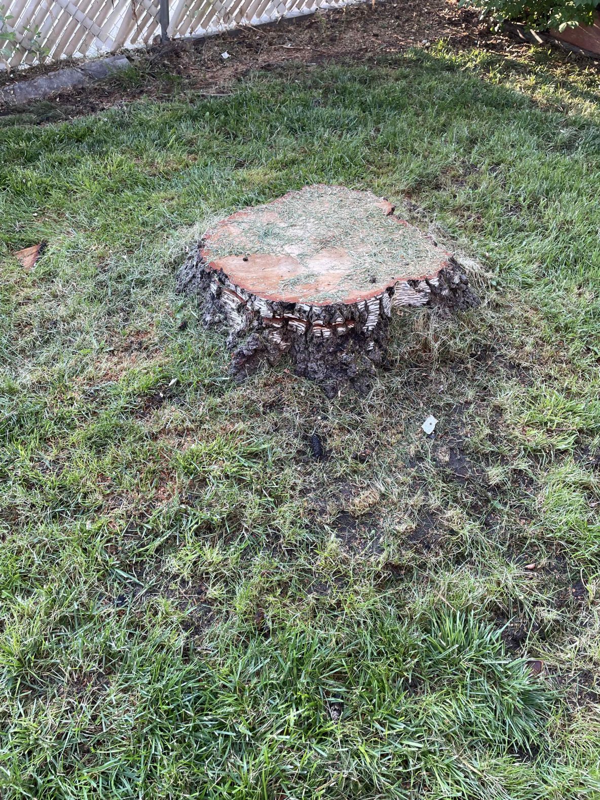 Grinding a Large Front Yard Stump in Heber, Utah - StumpX
